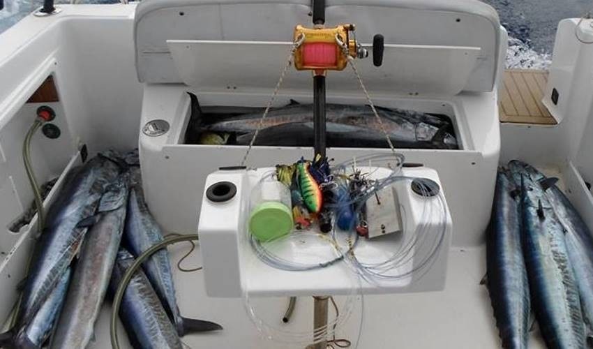 Small Game Fishing (Private) | Fish Whisperer