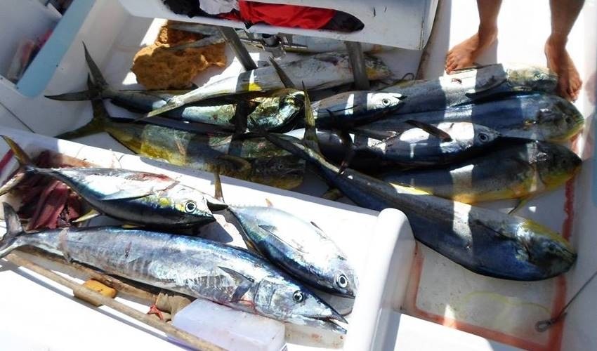 Small Game Fishing (Private) | Fish Whisperer