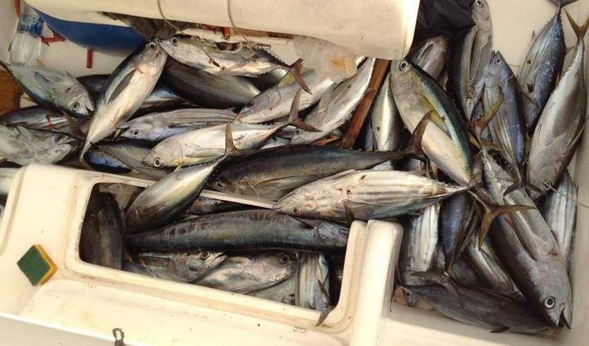 Small Game Fishing (Private) | Fish Whisperer